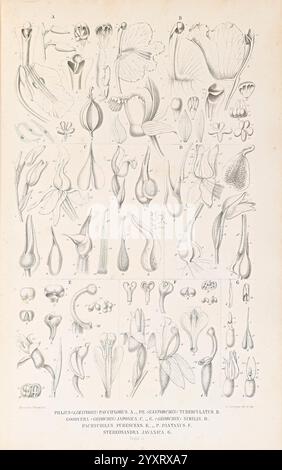 The 'Structure des orchidées' is a botanical work focusing on the ...
