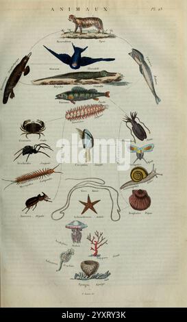 A detailed illustration of a starfish, featured in PSM V16 D667 ...