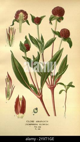 Gomphrena globosa 'All Round Purple' Stock Photo - Alamy