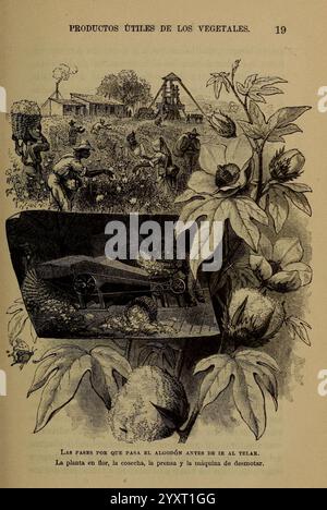 Libro, primero, de, botánica, (Reino, vegetal). Nueva York, D. Appleton ...