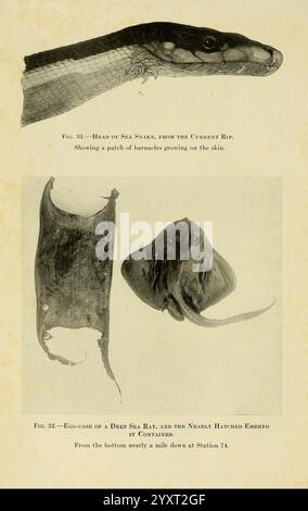 This image depicts two marine species: the Wolf-Fish (Anarrhichas ...