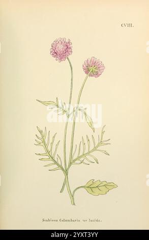 Scabiosa columbaria, commonly known as the small scabious, is a ...