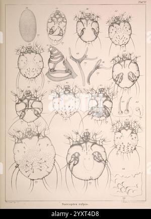 Sarcoptes scabiei is the microscopic mite responsible for scabies in ...