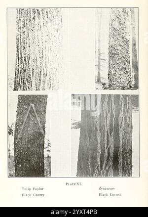 Flora of Vermont, Burlington, Vt, Free Press Print. Co, 1915, plants ...