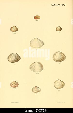 An illustration from 'Conchologia Iconica' focusing on the Mitra genus ...