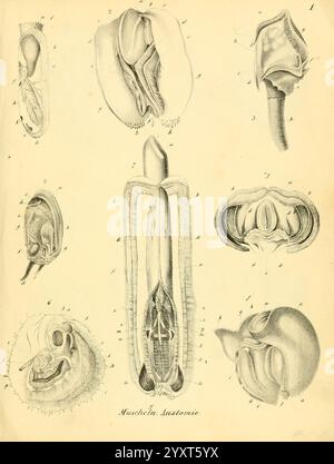 This anatomical illustration highlights the foot structure of ...