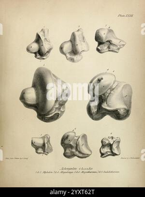 An illustrated study of bones, focusing on comparative osteology and ...