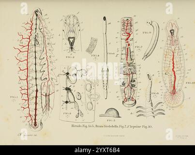 A comprehensive atlas of comparative anatomy of invertebrates ...