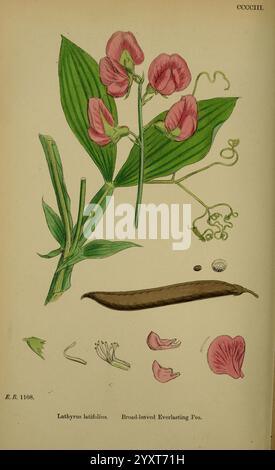 Lathyrus latifolius, commonly known as the everlasting pea, is a ...
