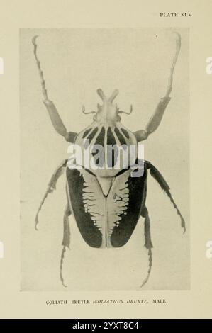 Goliath beetle (Goliathus goliatus), male Stock Photo - Alamy