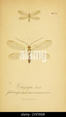 A scientific illustration from 'Symbolæ ad Monographiam Cymotharum ...