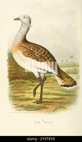 Indian sporting birds, London, Francis Edwards, 1915. Birds, game and ...