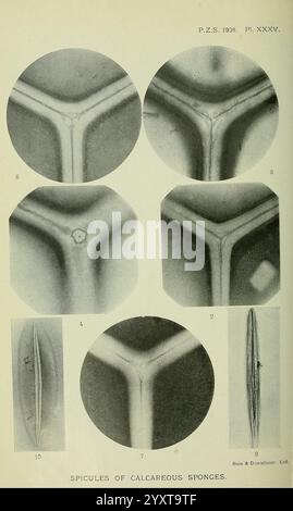 Section of a calcareous sponge; Various forms of sponge-spicules; and ...