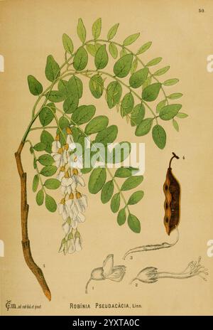 Botanical illustration of Robinia pseudoacacia from 1913 Stock Photo ...