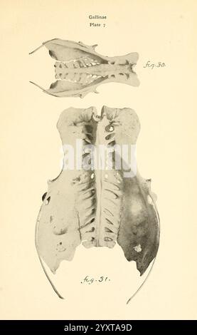 Osteology of birds Albany University of the State of New York 1909 ...