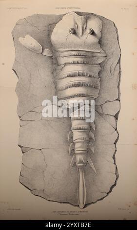 A monograph of the British fossil Crustacea, London, Printed for the ...
