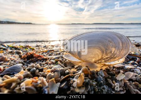 sand gaper at Baltic Sea beach Stock Photo - Alamy