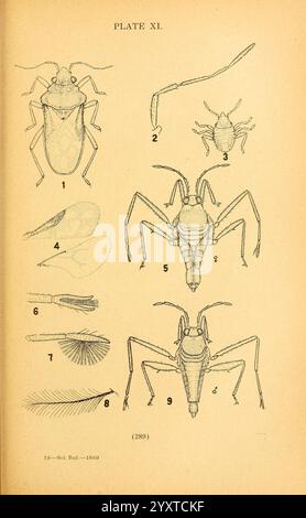 A detailed study of Hemiptera insects, showcasing the various species ...