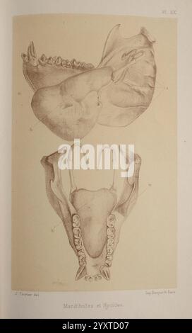 Anatomy, human complete bone skeletal structure front and lateral with ...