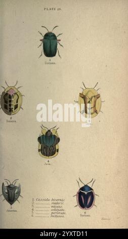 Beetles, 1846, beetles, Ray John, The illustration features five ...