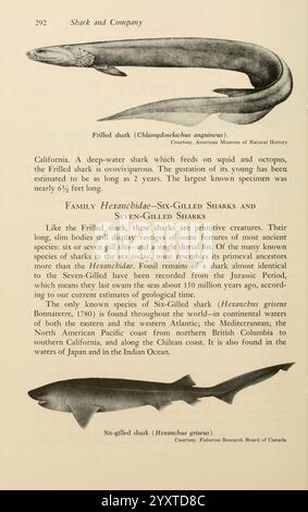 Sixgill or Cow shark (Hexanchus griseus) tooth row from lower jaw on ...