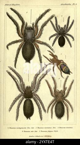 The illustration showcases various species of spiders and their ...