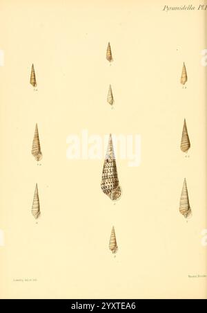 An illustration from 'Conchologia Iconica,' featuring the shell of a ...