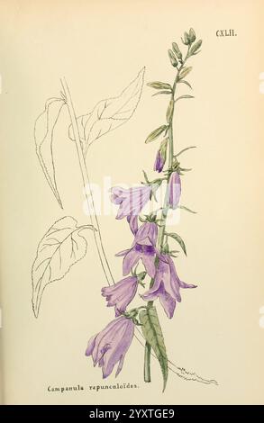 Campanula rapunculoides, also known as creeping bellflower, with its ...