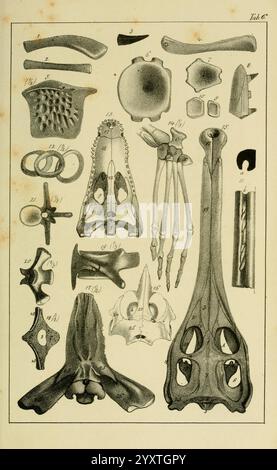 An anatomical diagram from 'Elements of the Comparative Anatomy of ...