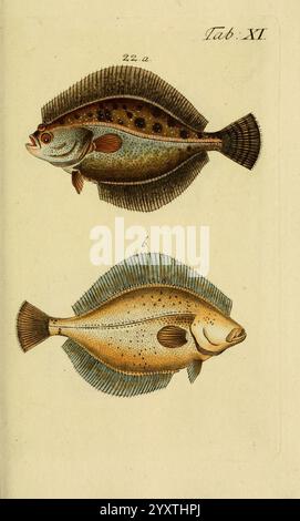 A detailed illustration of a flatfish, showcasing its elongated body ...