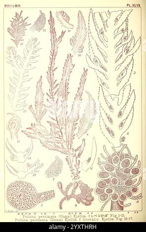 Icones of Japanese Algae Tokyo Kazamashobo 1907-1942 Algae Botany Japan ...