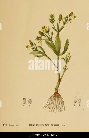 Botanical illustration of the plant Ranunculus sceleratus from Ysabeau ...