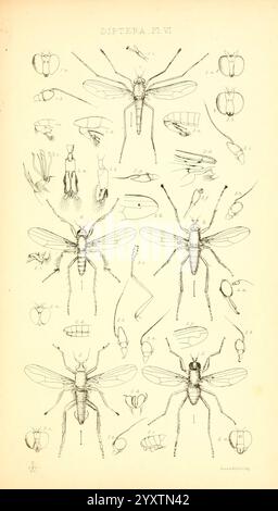 Insecta Britanica, Diptera London, Reeve and Benham, 1851-1856, Great ...
