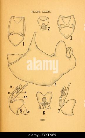 The biology and ecology of aquatic and semi-aquatic Hemiptera Lawrence ...