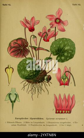 Cyclamen plants, known for their attractive flowers and distinctive ...