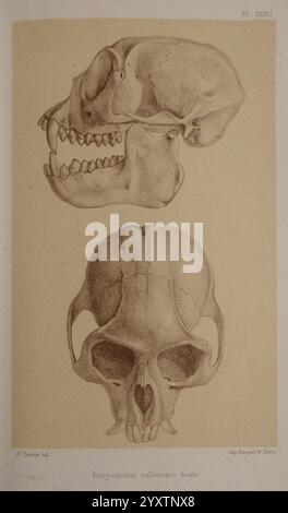 This scientific illustration details the nasal cavity structure of an ...