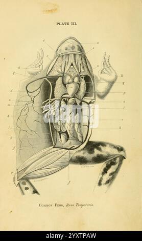 An anatomical structure and physiology of the heart Stock Photo - Alamy
