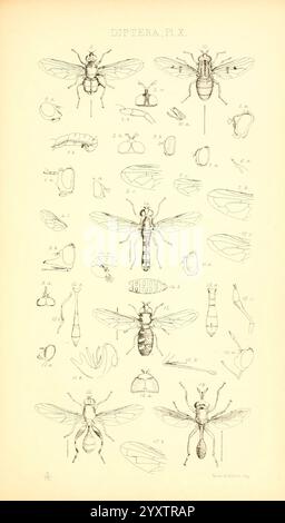 Insecta Britannica, Diptera London, Reeve and Benham, 1851-1856, Great ...