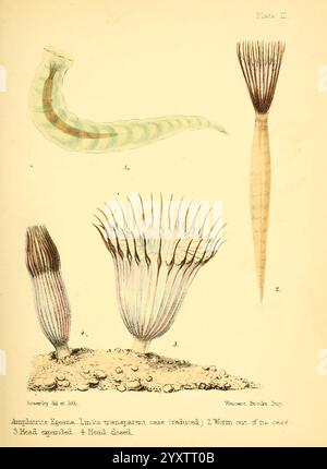 The illustration from freshwater biology depicts Scytonema mirabile, a ...