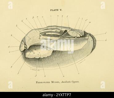 Forms of animal life, Oxford, Clarendon press, 1870, slug, zoology ...