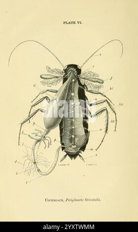 Forms of animal life, Oxford, Clarendon Press, 1870, worm, zoology ...