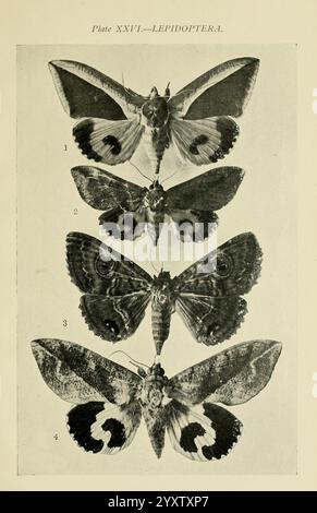 Australian insects Sydney W. Brooks 1907 Australia insects pupa ...