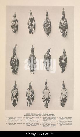 British Diving Ducks London Longmans Green and Co. 1913 Birds Ducks ...