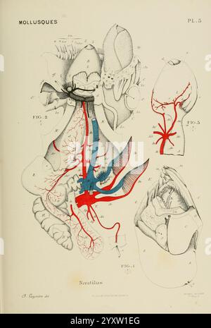 A comparative anatomy atlas of invertebrates, illustrating various ...