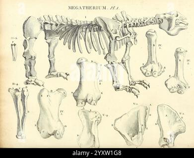 Fossil skeleton of an extinct Ground Sloth (Eremotherium Stock Photo ...