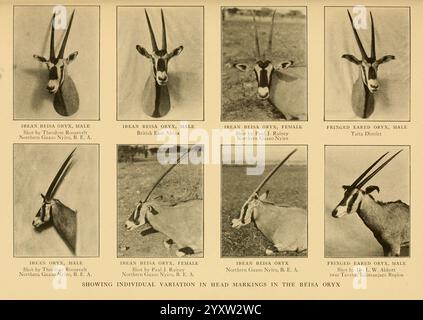 East African Oryx, Common Beisa Oryx (Oryx beisa beisa Stock Photo - Alamy