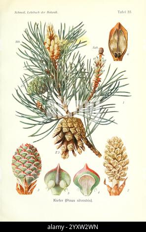 Scots pine (Pinus sylvestris), Plantae, Октябрьский, Иркутская обл ...