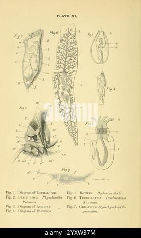 Forms of animal life, Oxford, Clarendon Press, 1870, leech, zoology ...