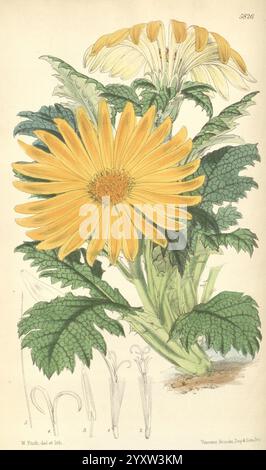 Large yellow daisy like flower blooms glowing in the early morning ...