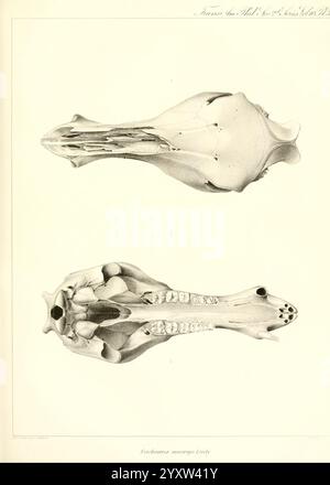 This anatomical illustration presents the lateral view of a goat’s ...